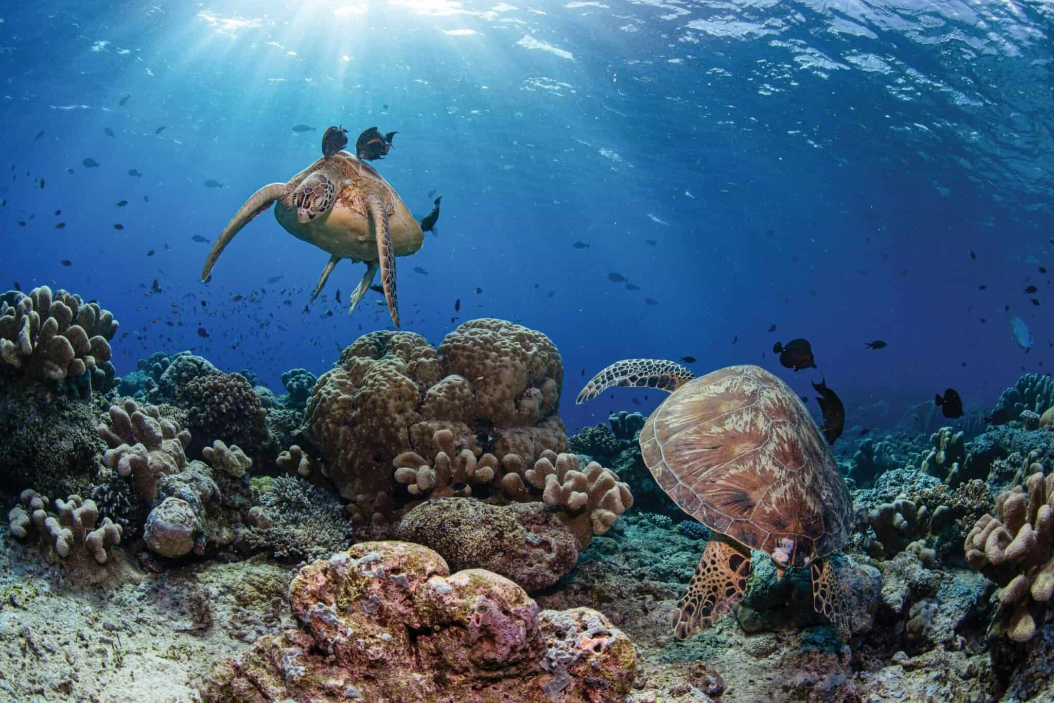 Ocean Facts - Oceanic Society