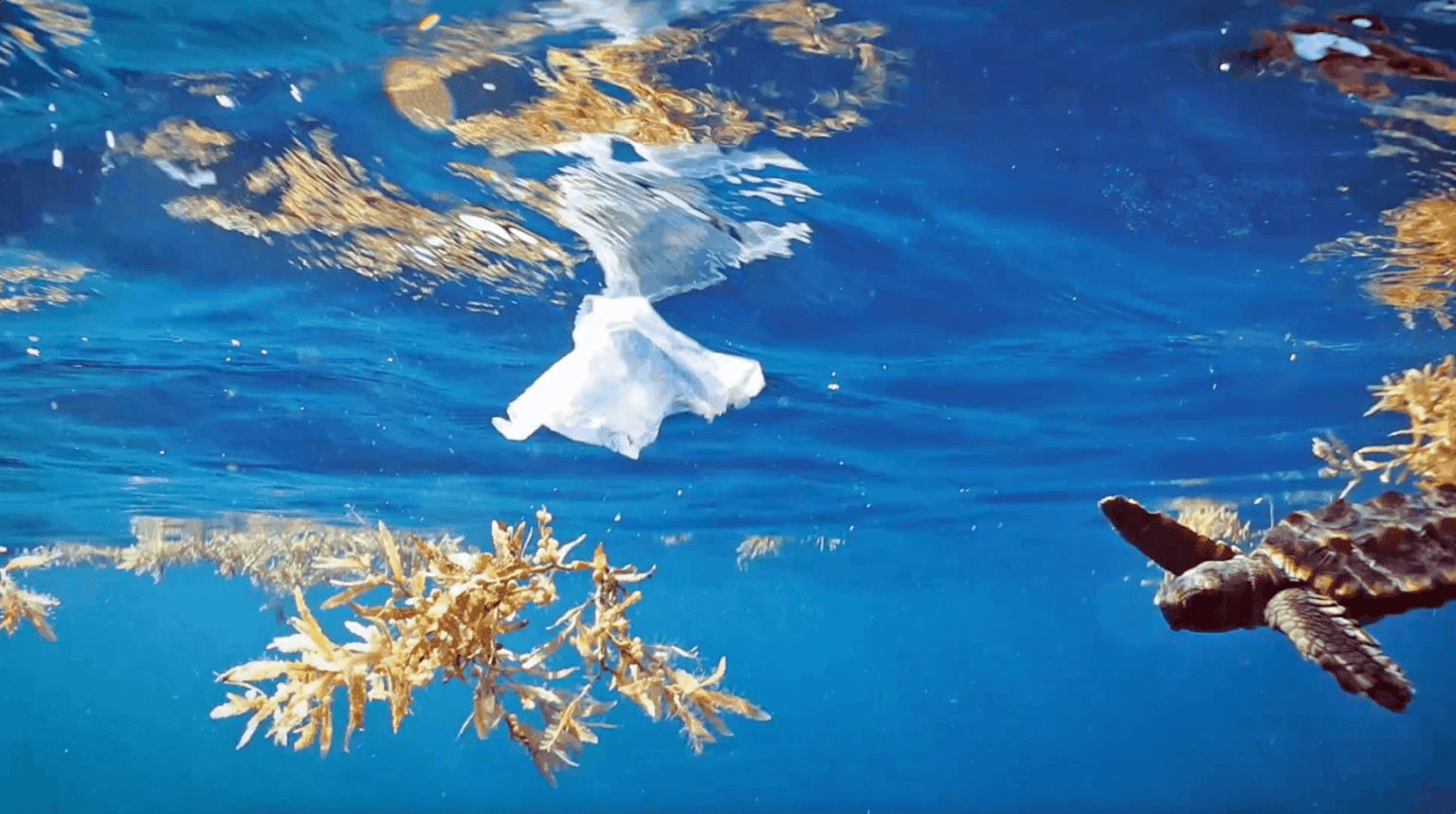 Sea Turtle Conservation Program - Oceanic Society