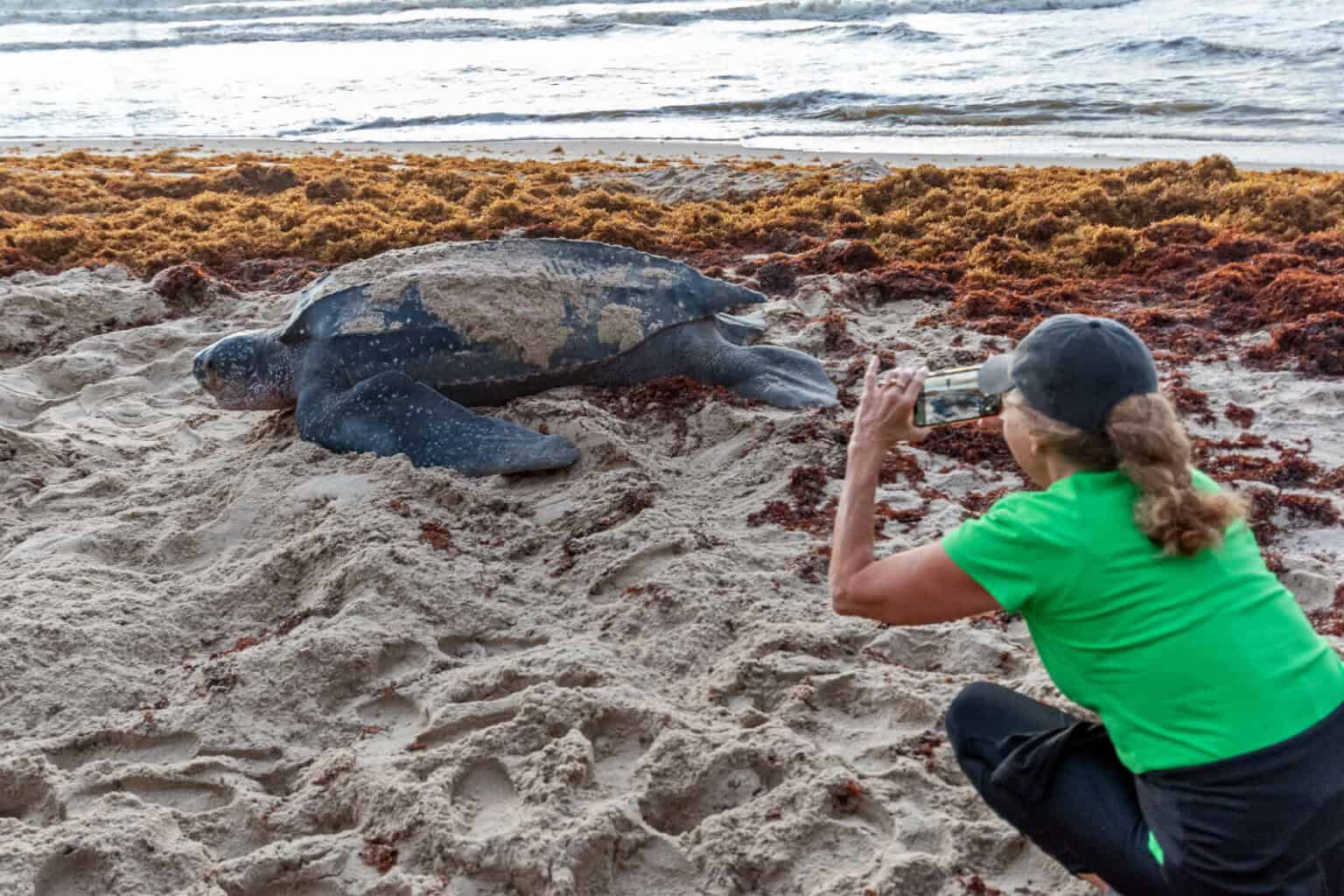 Sea Turtle Conservation Program - Oceanic Society