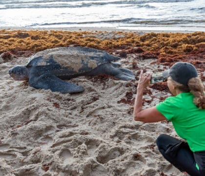 New Educational Video on Sea Turtles and Plastic Pollution - Oceanic ...