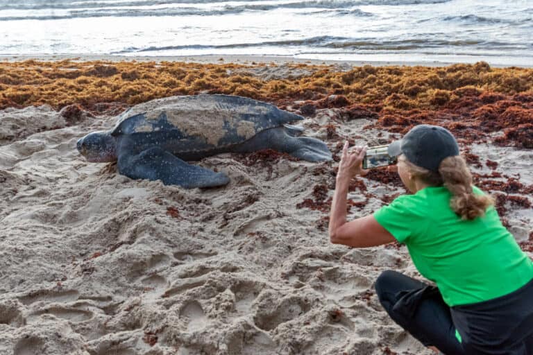 Sea Turtle Conservation Program - Oceanic Society