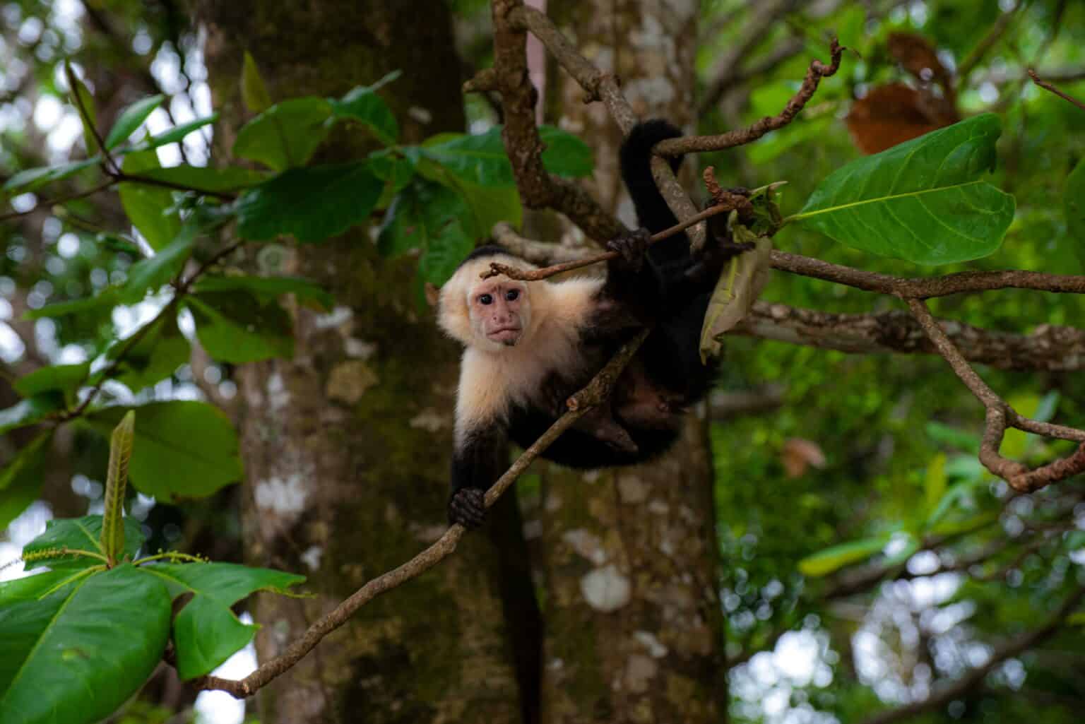 Costa Rica Rainforest Animals: Experience the Osa Peninsula - Oceanic ...