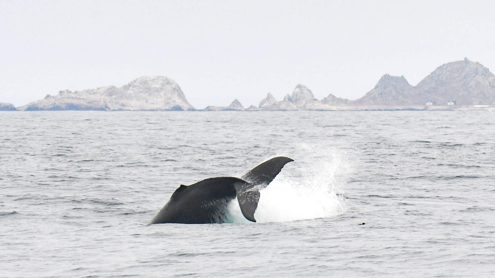 Farallon Islands: The Ultimate Guide - Oceanic Society