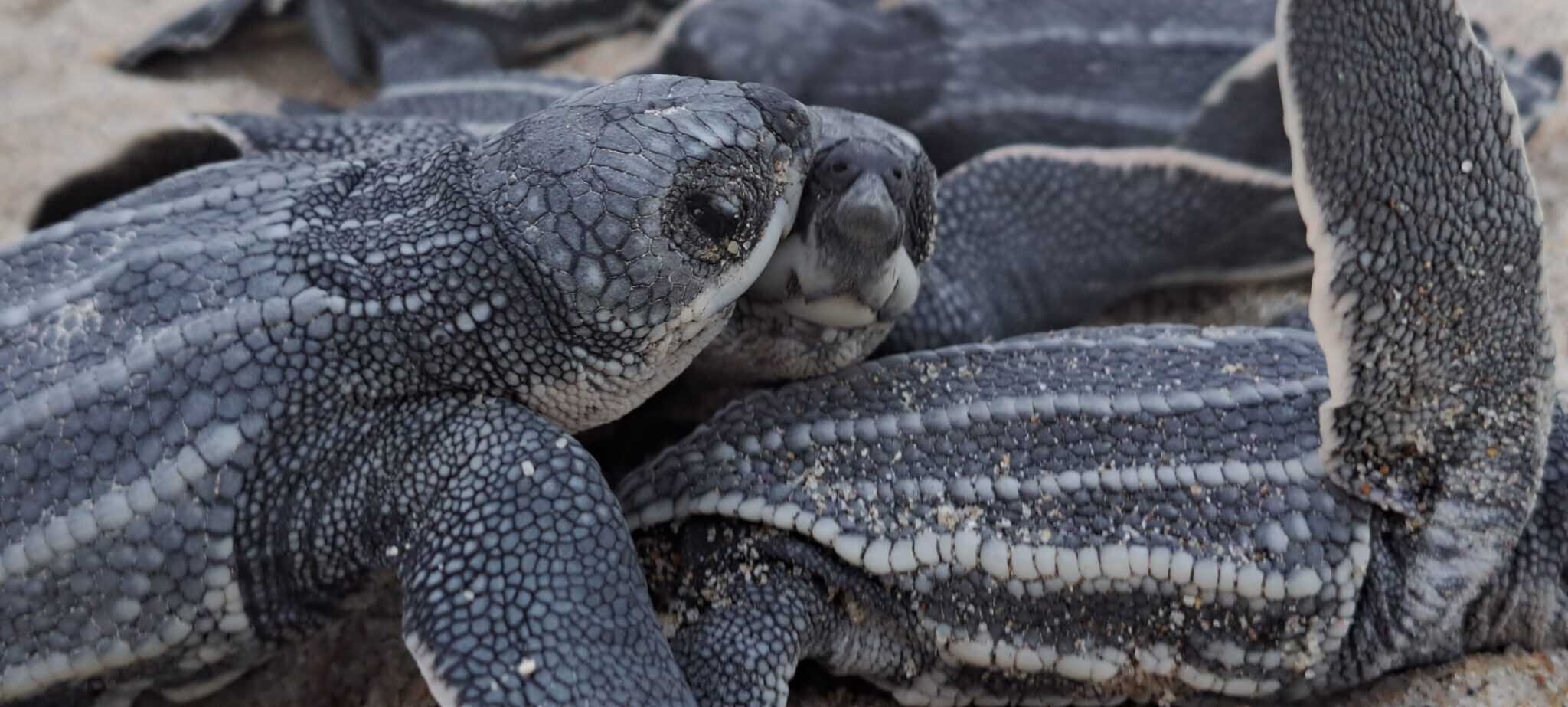 Oceanic Society | Ocean conservation since 1969