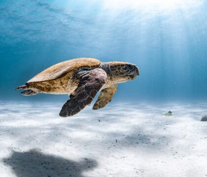 Tips for Choosing a Turtle Safe Flashlight - Oceanic Society