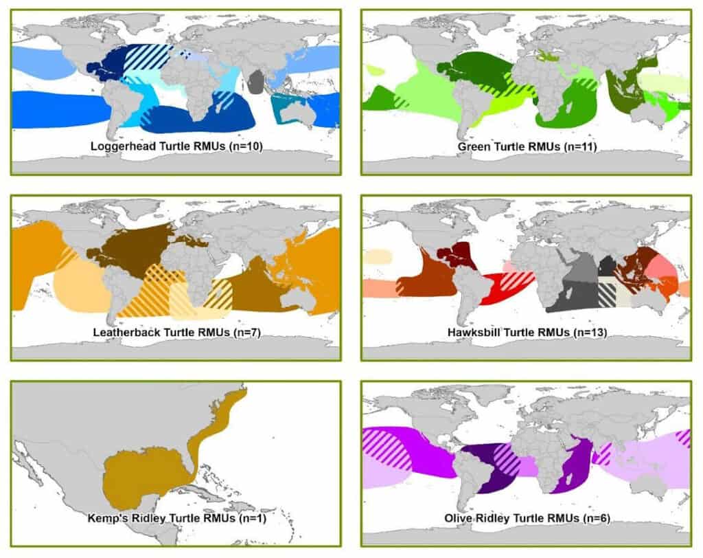 New Publication Redefines Sea Turtle Regional Management Units ...