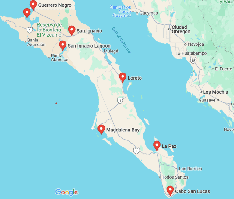 Whale Watching in Baja: The Complete Guide - Oceanic Society