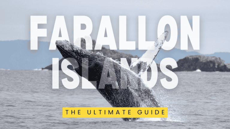 New Guide to the Farallon Islands Published - Oceanic Society