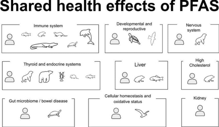 How Chemicals in Household Products Impact Our Oceans & What You Can Do ...