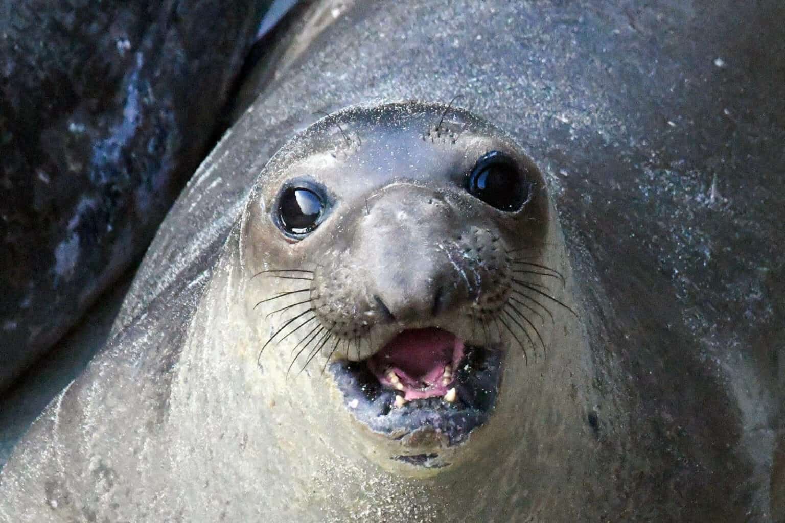Farallon Islands: The Ultimate Guide - Oceanic Society