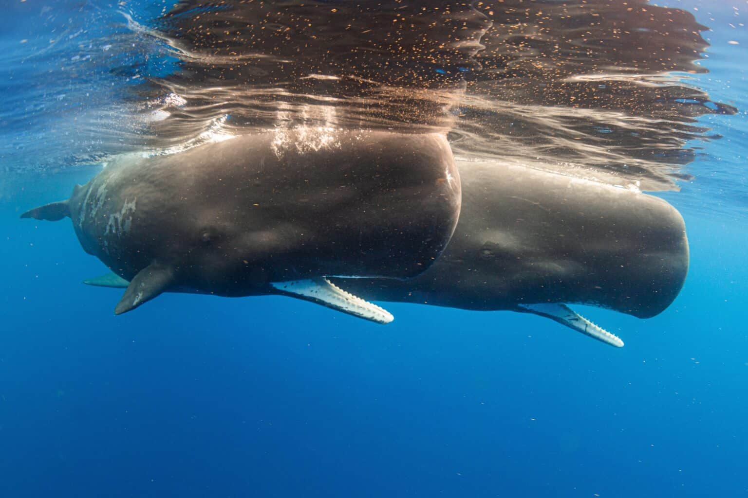 Oceanic Society | Ocean conservation since 1969