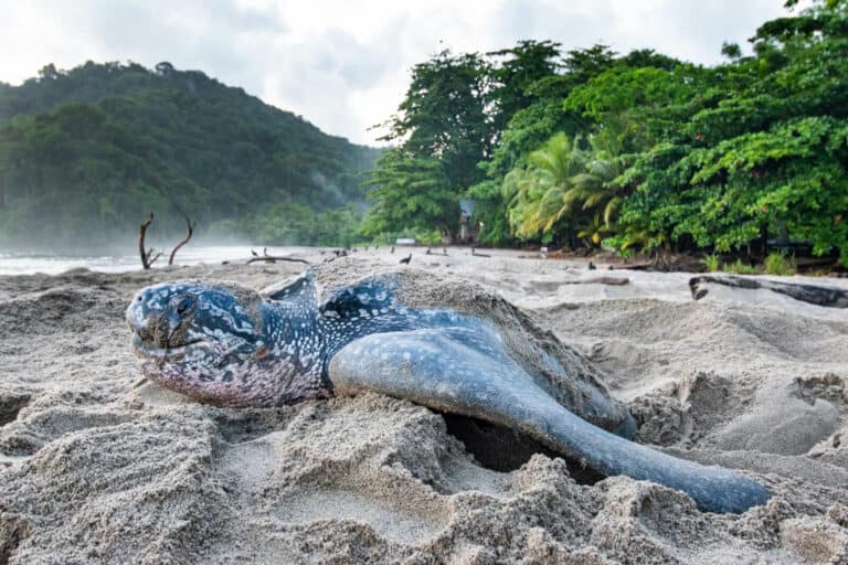 Oceanic Society | Ocean conservation since 1969