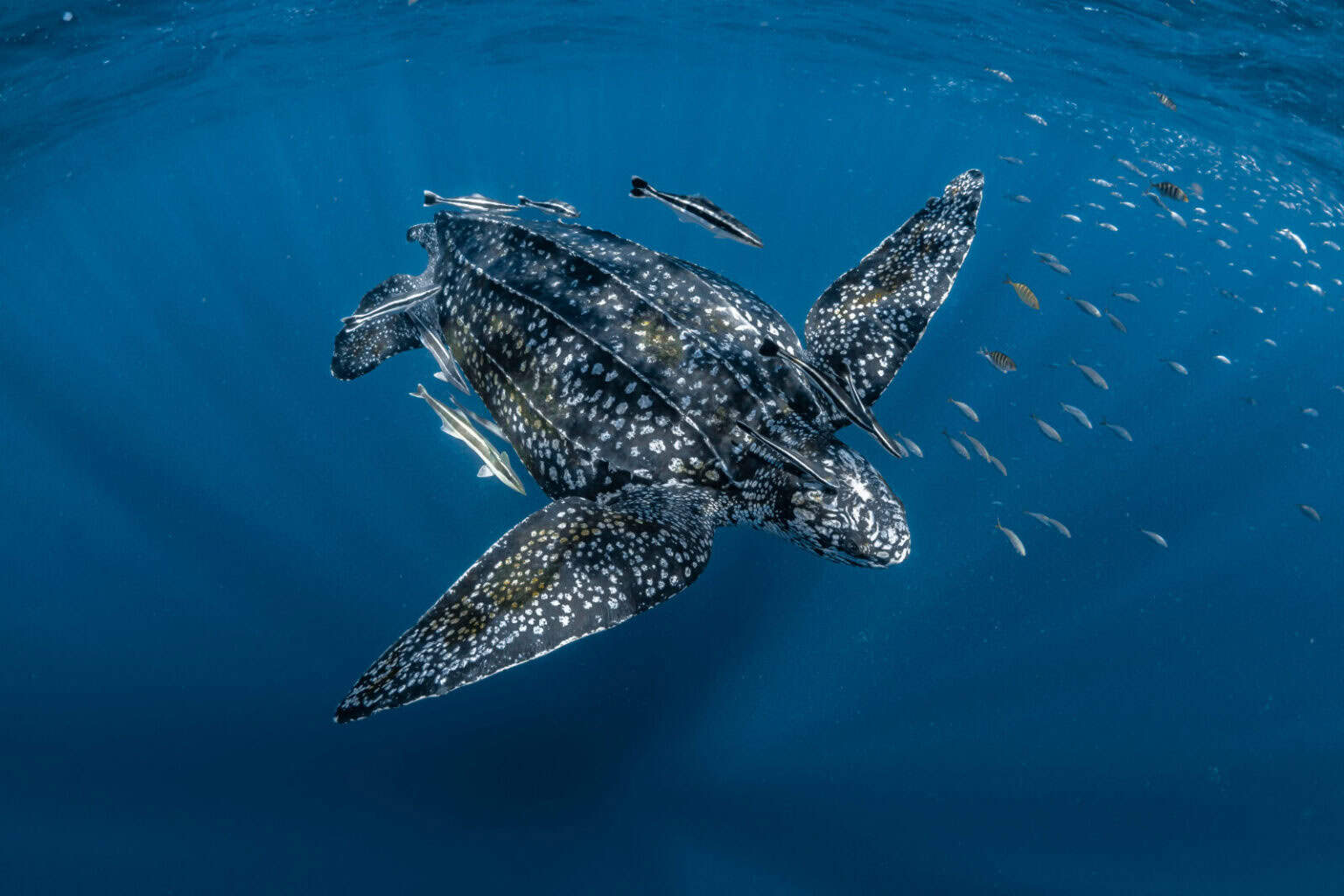 11 Amazing Facts About Leatherback Sea Turtles - Oceanic Society
