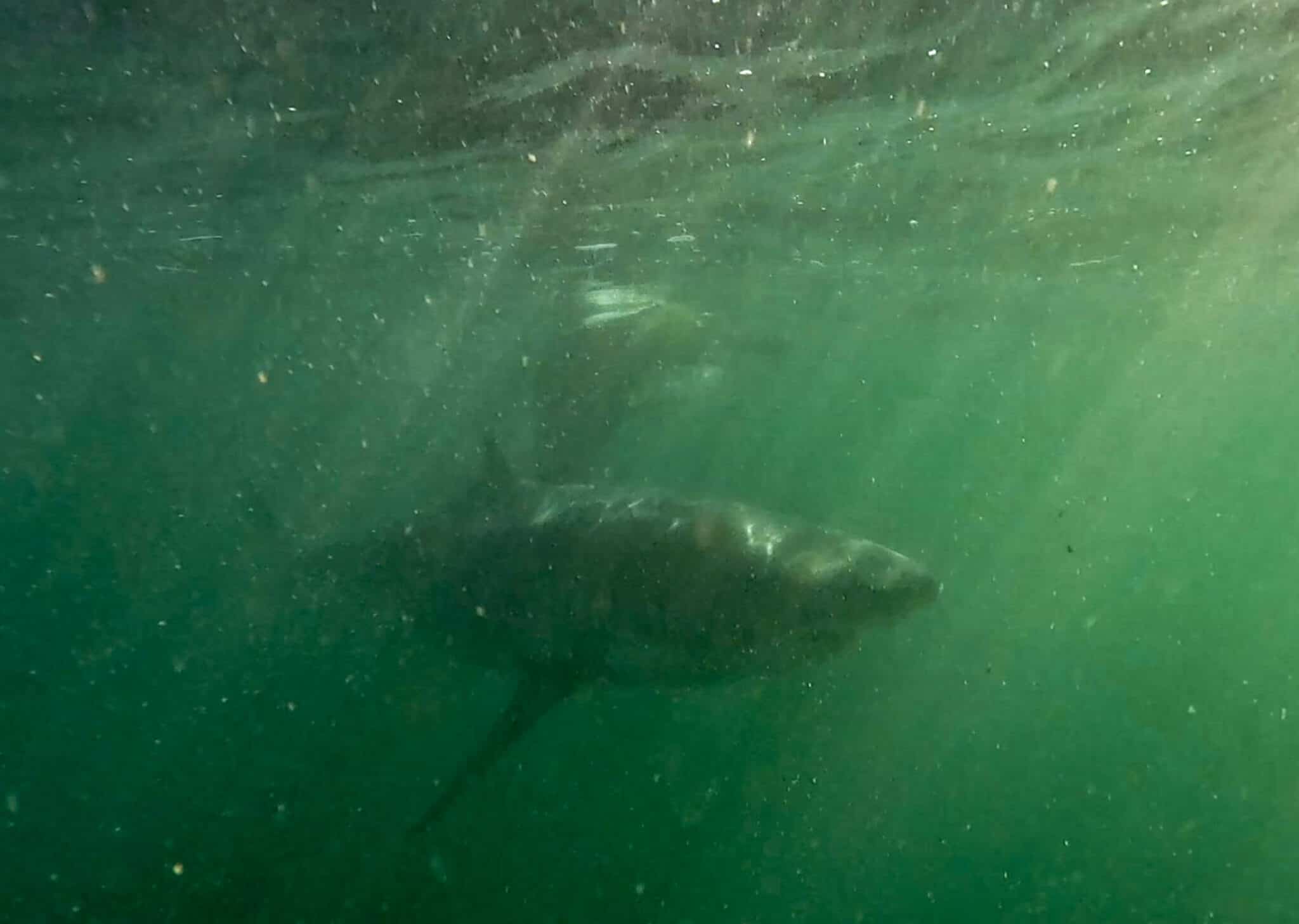 Great White Shark Encounter at Farallon Islands [Video]