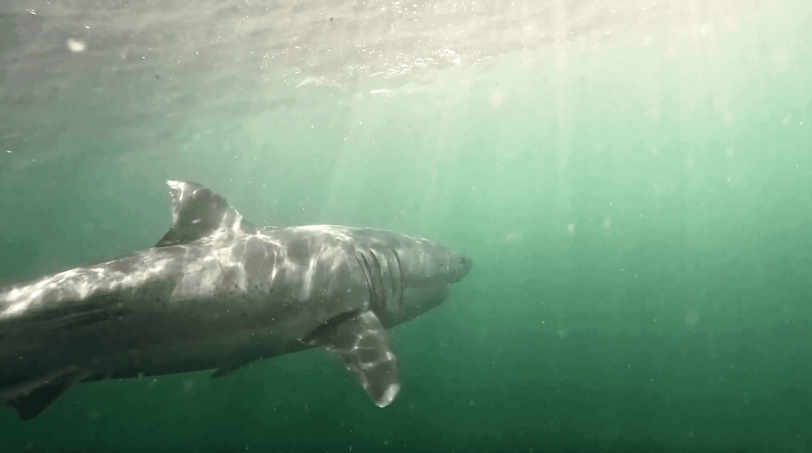 Great White Shark Encounter at Farallon Islands [Video]