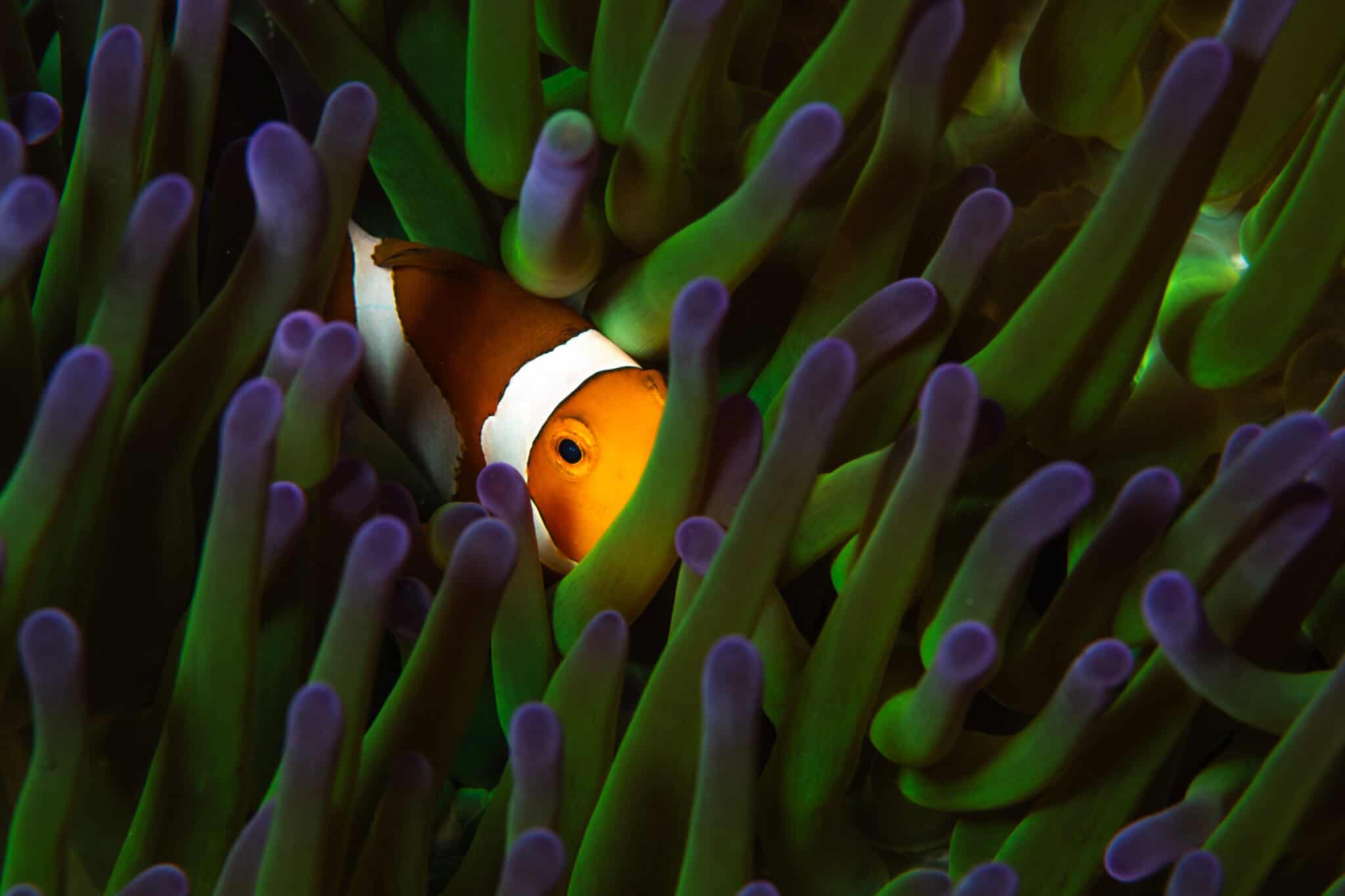 Oceanic Society | Ocean conservation since 1969