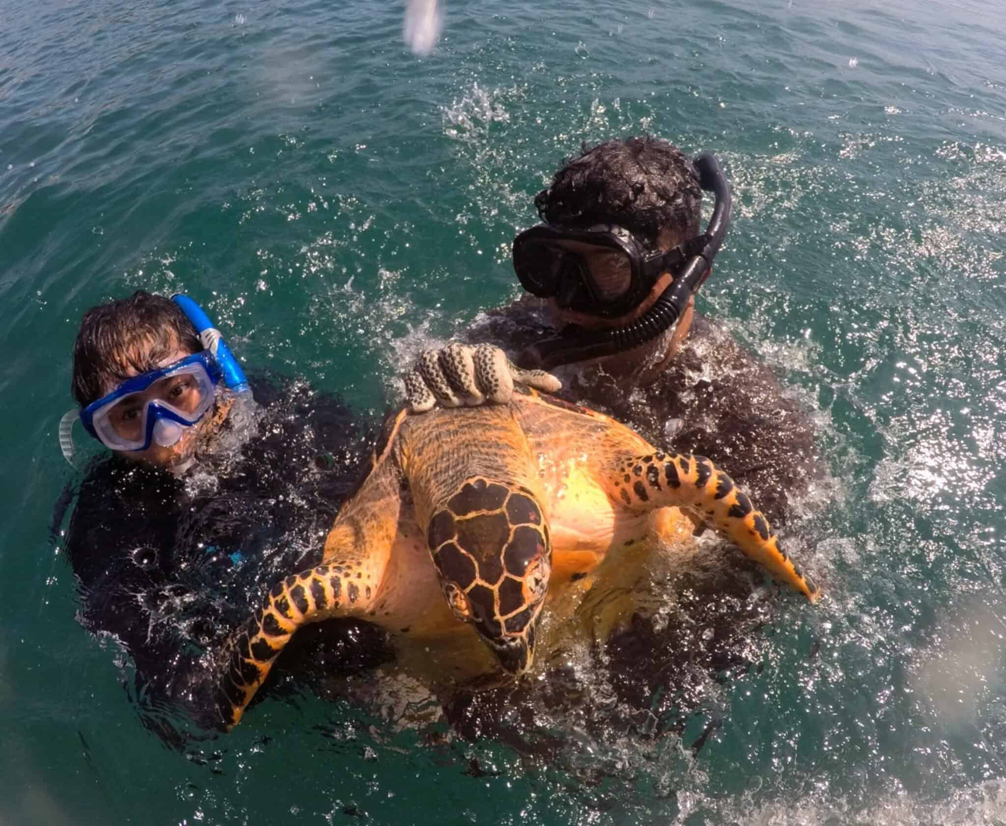 Meet The 20 Global Sea Turtle Projects to Receive Grants This Year ...