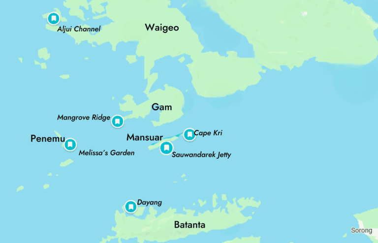 Raja Ampat Snorkeling: Our Comprehensive Guide - Oceanic Society