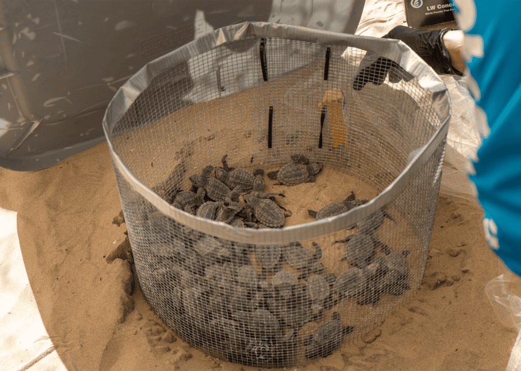 Meet The 20 Global Sea Turtle Projects to Receive Grants This Year ...