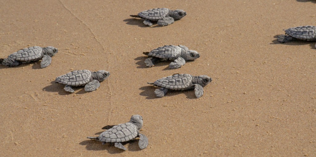 Meet The 20 Global Sea Turtle Projects to Receive Grants This Year ...
