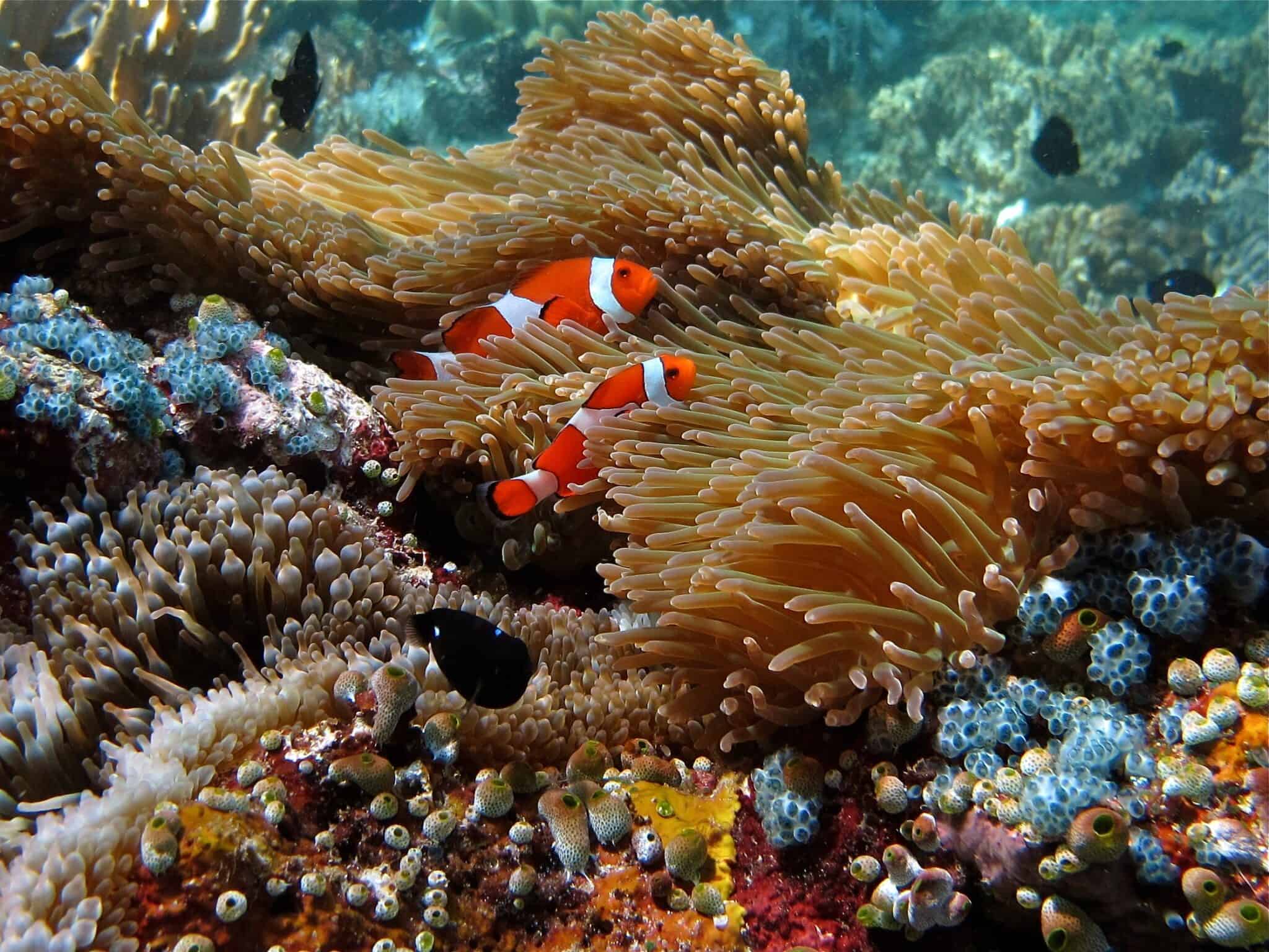 Raja Ampat Snorkeling: Our Comprehensive Guide - Oceanic Society