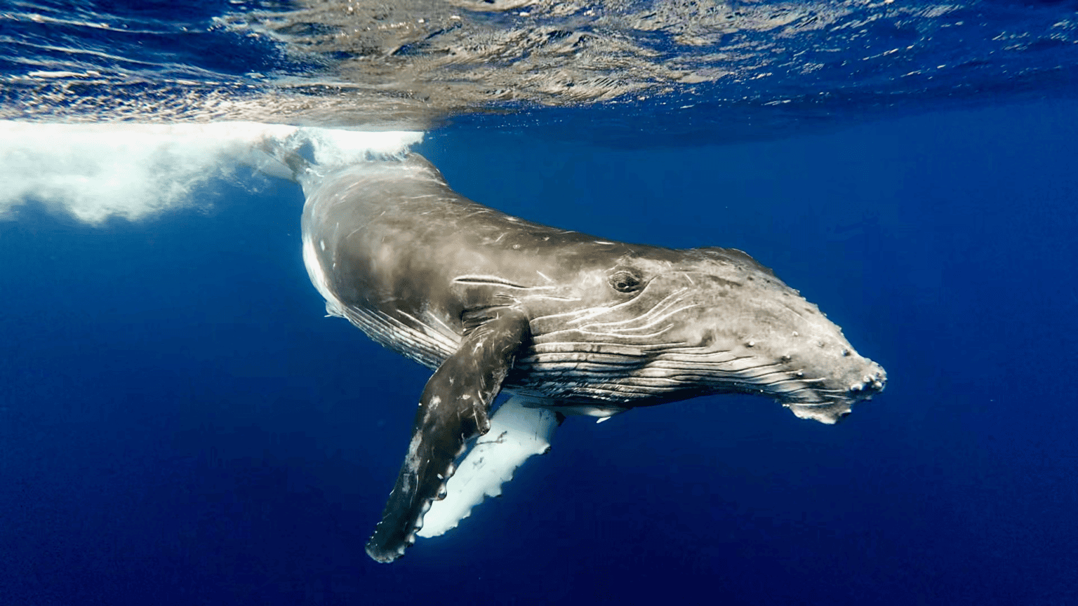 Why Swimming with Humpback Whales Is the Ultimate Wildlife Experience - Oceanic Society