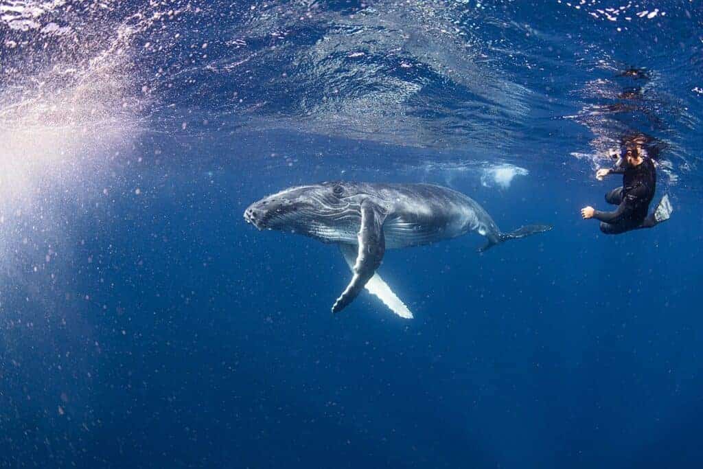 Why Swimming with Humpback Whales Is the Ultimate Wildlife Experience ...