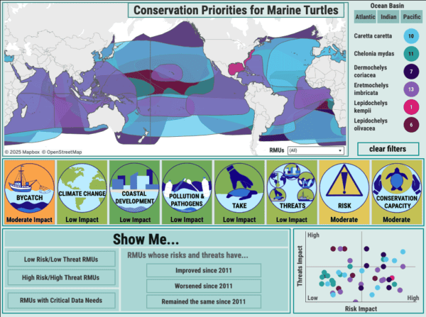 Sea Turtle Conservation Is Working—But Work Remains to be Done ...