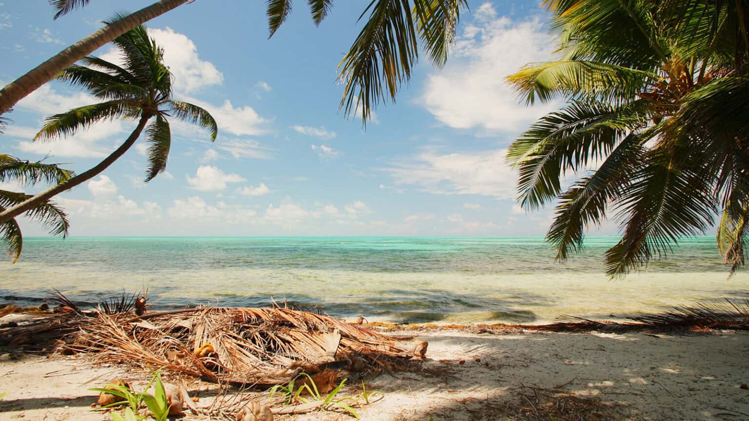 Oceanic Society | Ocean conservation since 1969