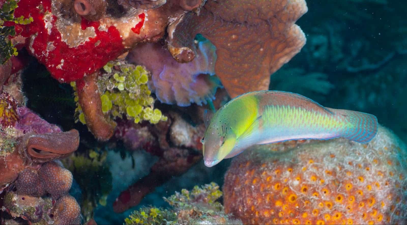 What to Expect at the Great Blue Hole - Oceanic Society