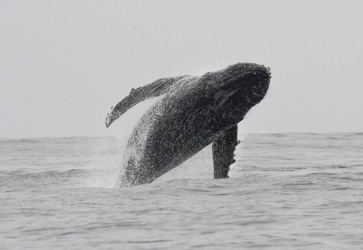 Close Encounters with Humpback Whales Off the Farallon Islands