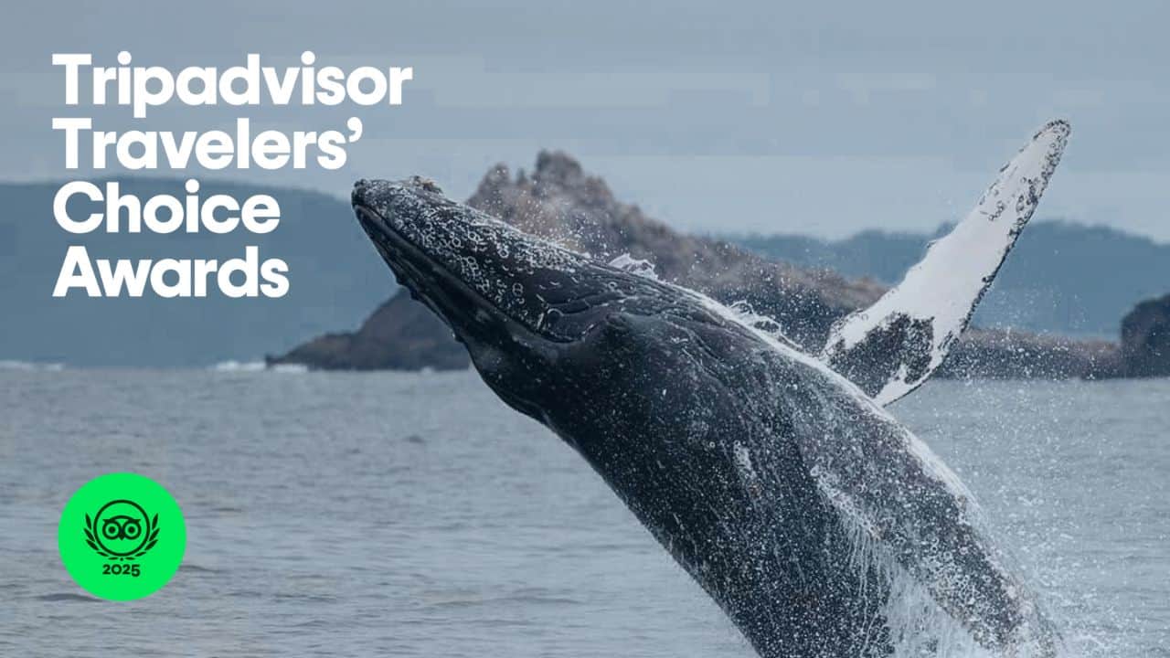 Farallon Whale Watching Tour Wins 2025 Tripadvisor Award