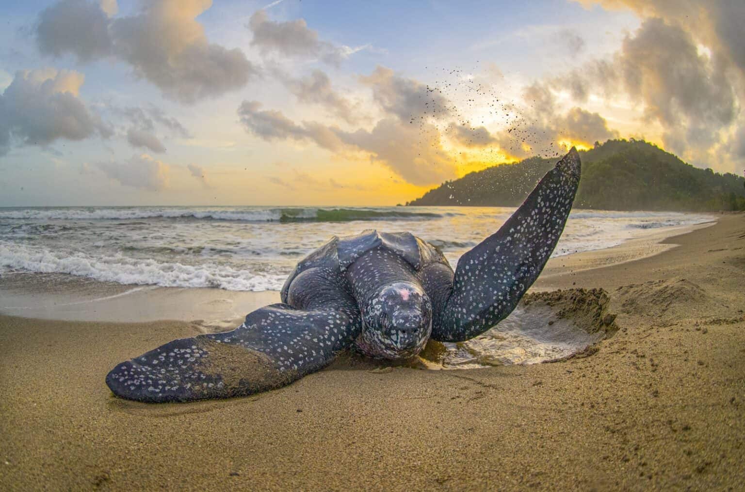 Ocean Facts - Oceanic Society