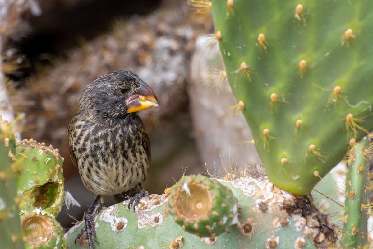 Iconic Animals of the Galápagos Islands | Must-See Wildlife