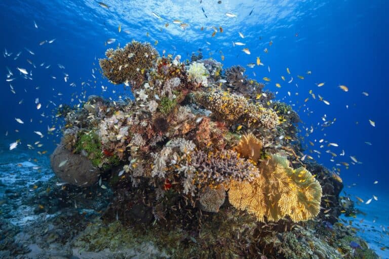 10 Essential Tips for Stunning Underwater Photography