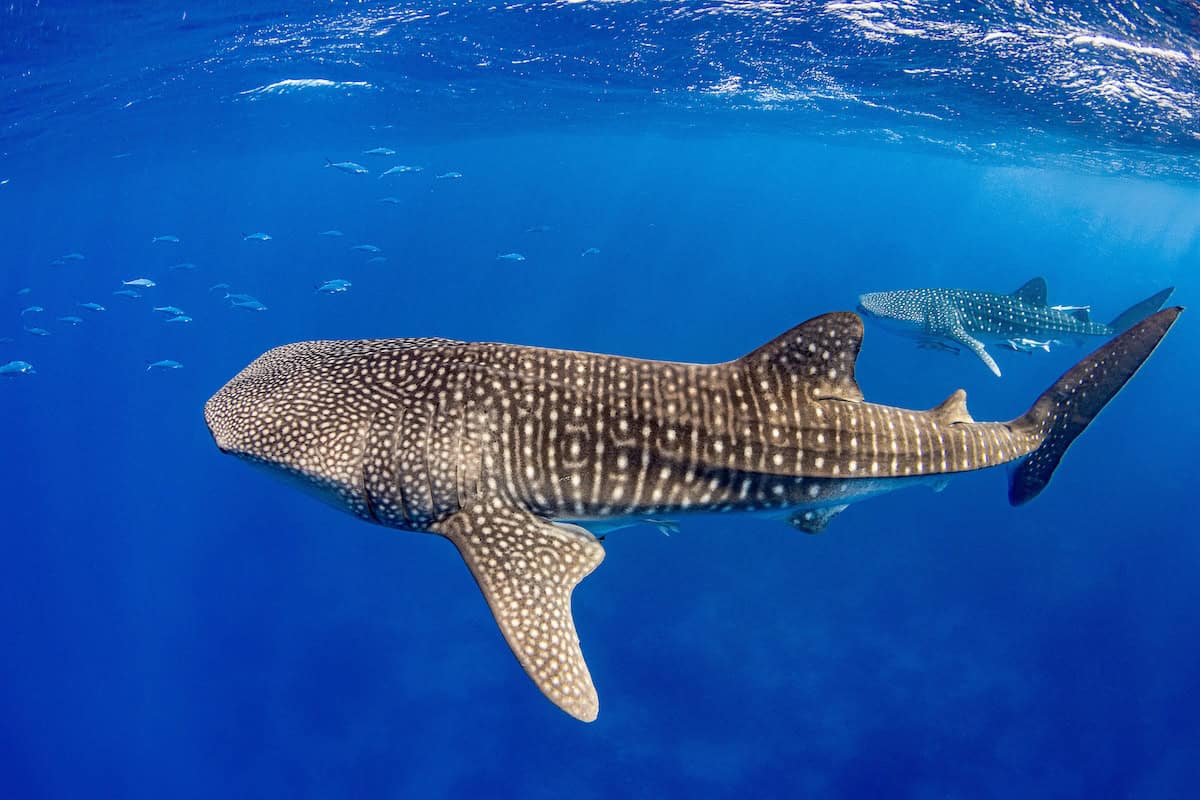 Whale Tours & Whale Shark Tours - Oceanic Society