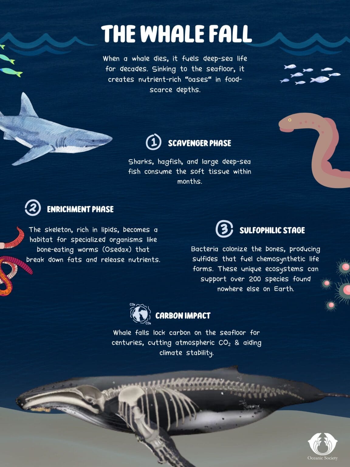 The Humpback Whale Life Cycle and Role in Ocean Health - Oceanic Society