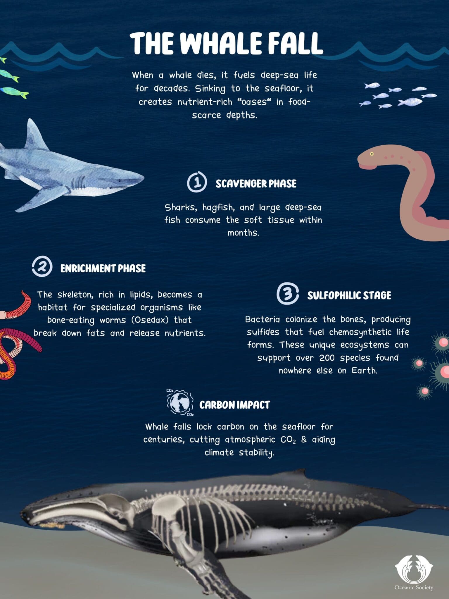 The Humpback Whale Life Cycle and Role in Ocean Health - Oceanic Society
