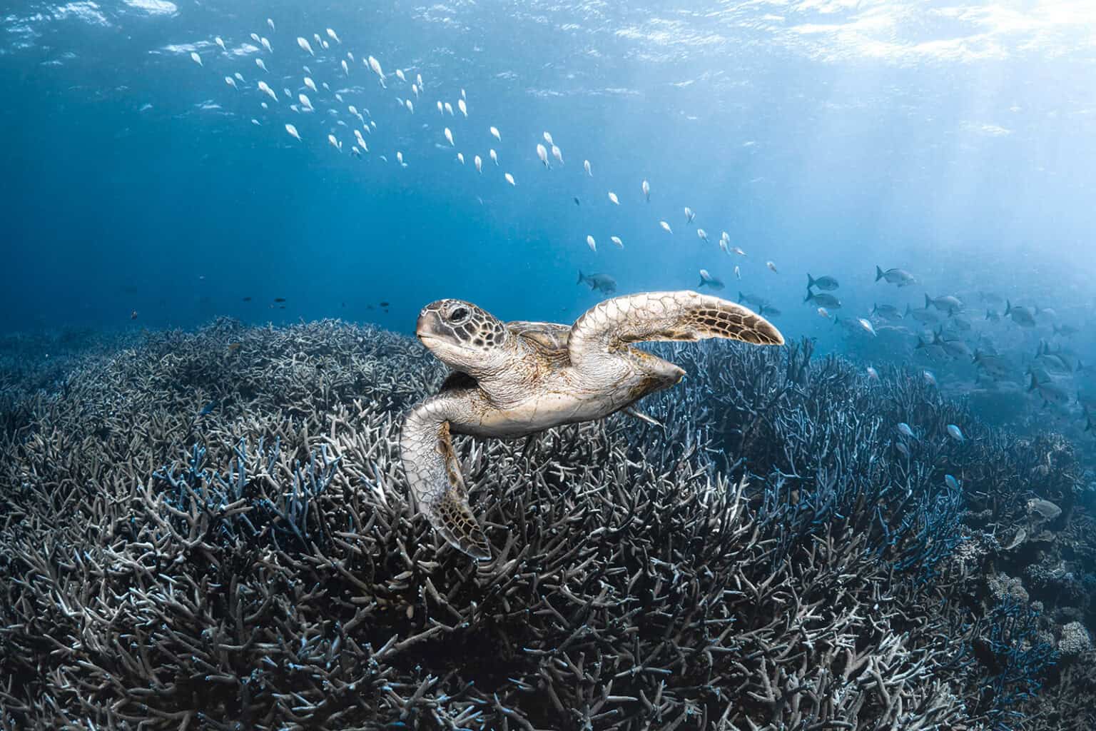 Oceanic Society | Ocean conservation since 1969