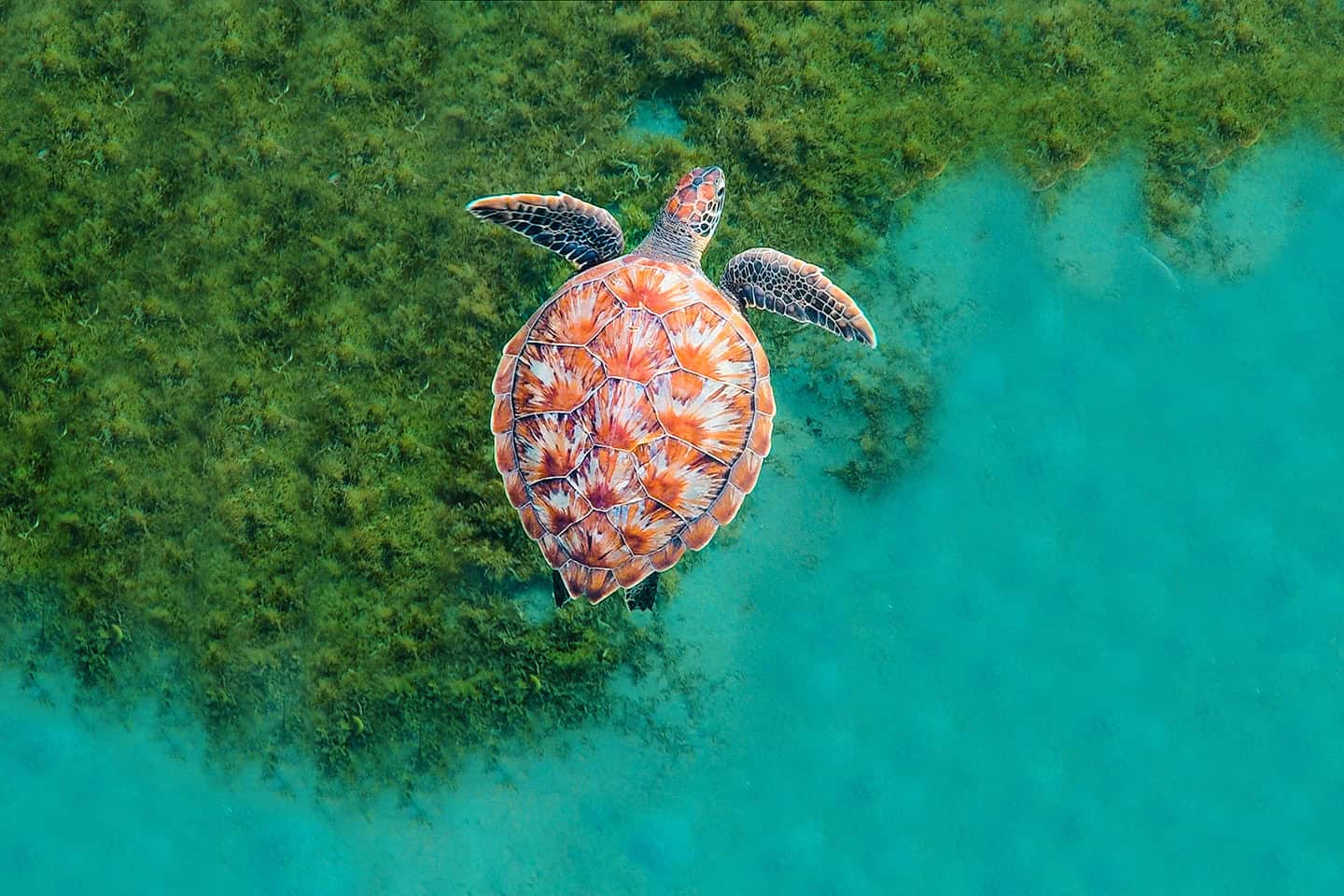 Global Conservation Efforts Lift Green Turtle from Endangered Status ...