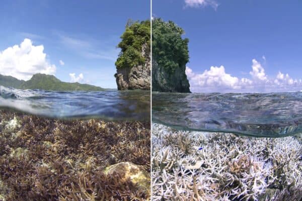 Coral Bleaching Awareness Month: How You Can Help Protect Reefs