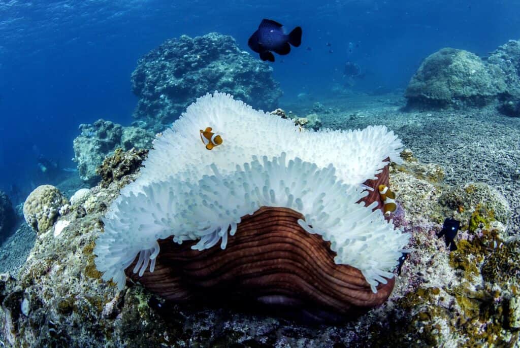 Coral Bleaching Awareness Month: How You Can Help Protect Reefs