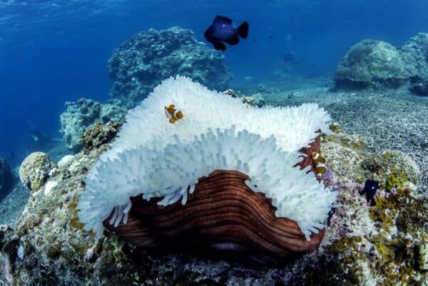 Coral Bleaching Awareness Month: How You Can Help Protect Reefs