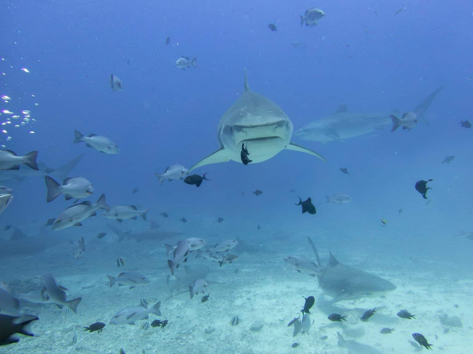 Fiji’s Cathedral Dive - A Naturalist’s Shark Encounter - Oceanic Society