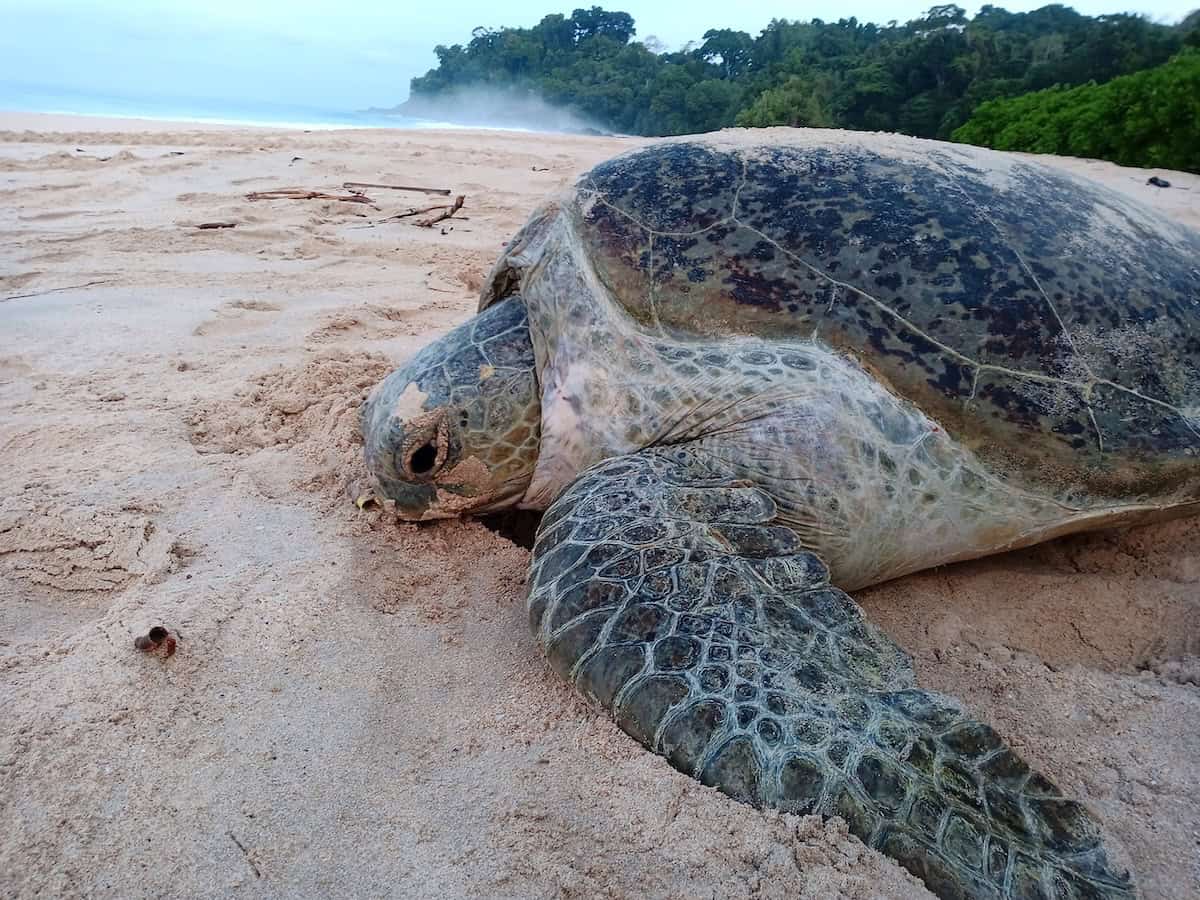 Research Suggests How Culture and Belief Shape Sea Turtle Use in Indonesia