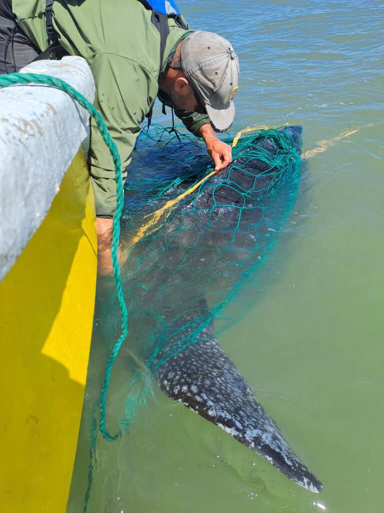 21 SWOT Grants Awarded for Global Sea Turtle Conservation (2025-26)