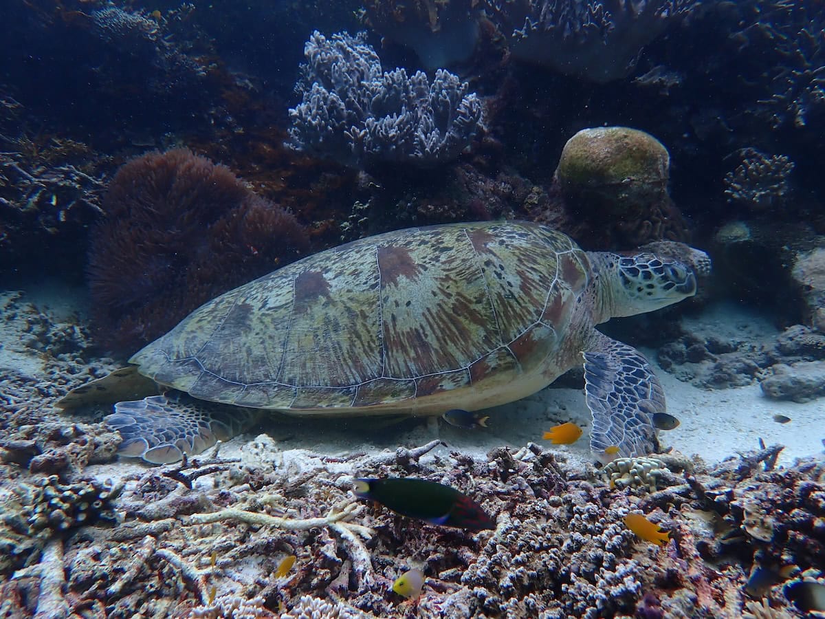 The Long Road of Green Sea Turtle Recovery - Oceanic Society